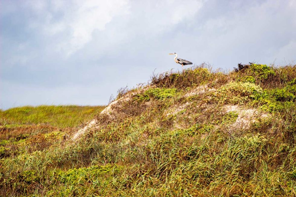 Bird Watching in Texas | Texas Birding